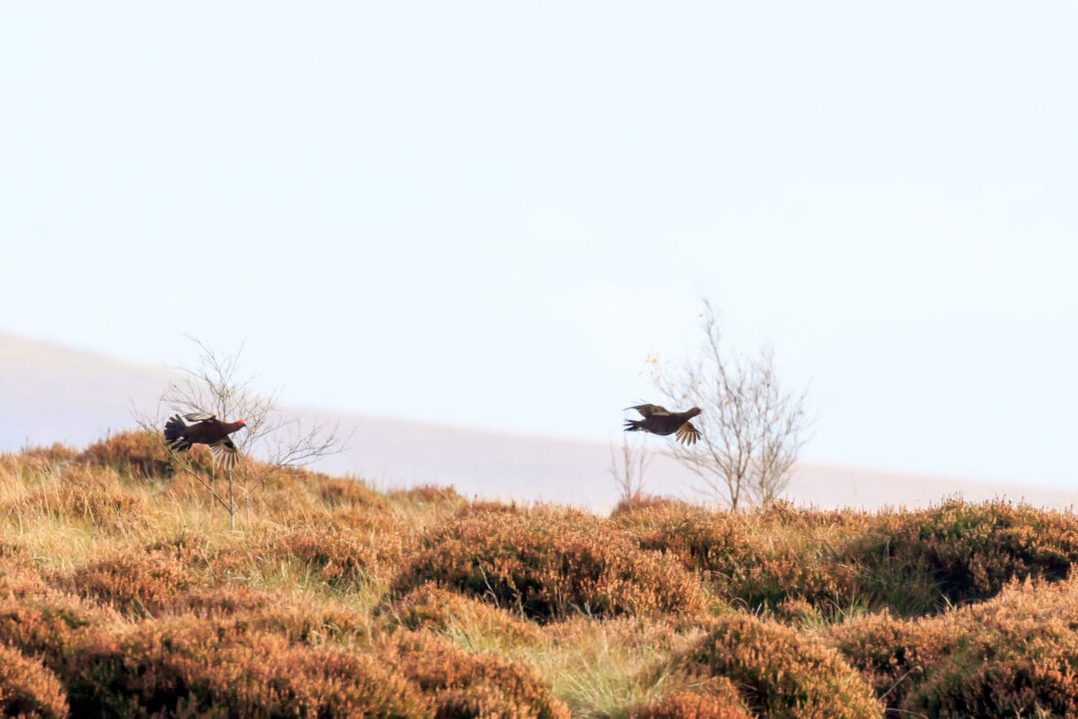 A brief history of the Glorious Twelfth – and why it's controversial