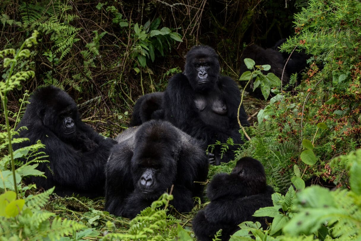 David Attenborough at 100: Five immersive travel itineraries inspired ...